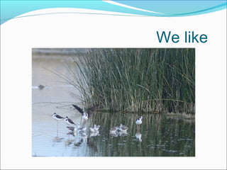 What we like and what we don´t like | PPT