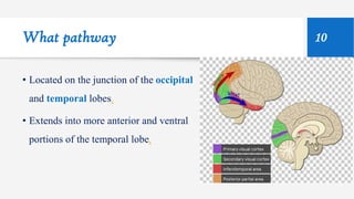 What & Where Pathways | PDF