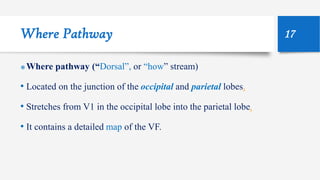 What & Where Pathways | PDF