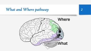 What & Where Pathways | PDF