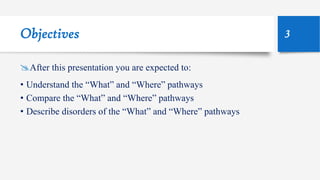 What & Where Pathways | PDF