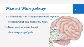 What & Where Pathways | PDF
