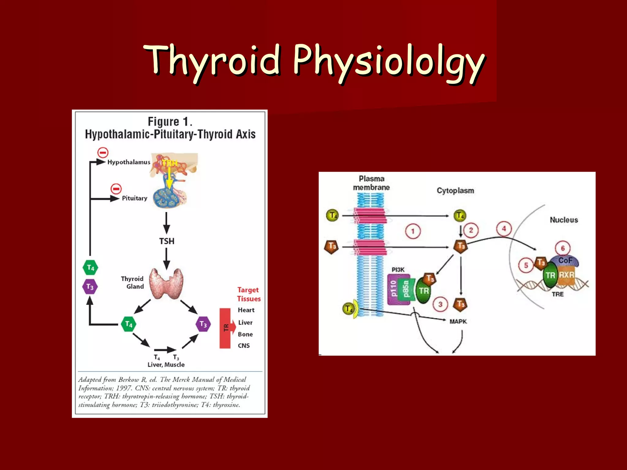 The impact of maternal and fetal thyroid hormone deficiency: iodine ...