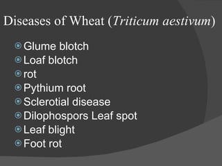 Wheat | PPT