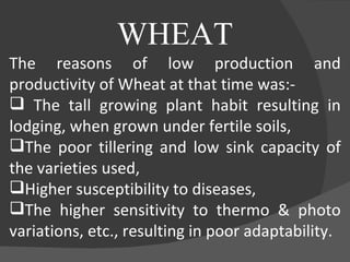 Wheat | PPT