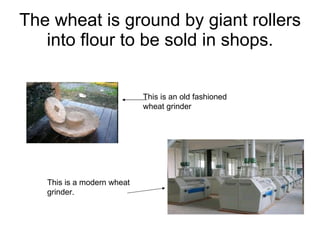 Wheat | PPT