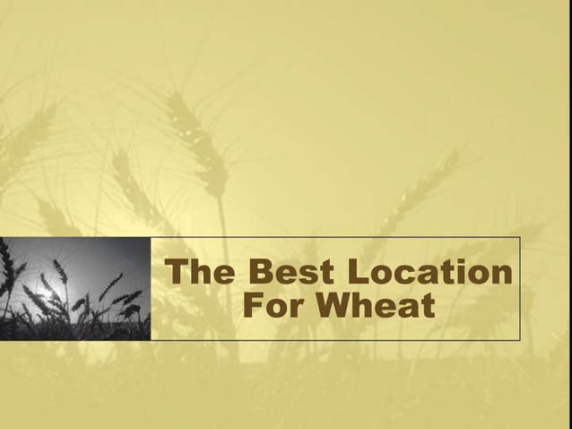Wheat! | PPTX