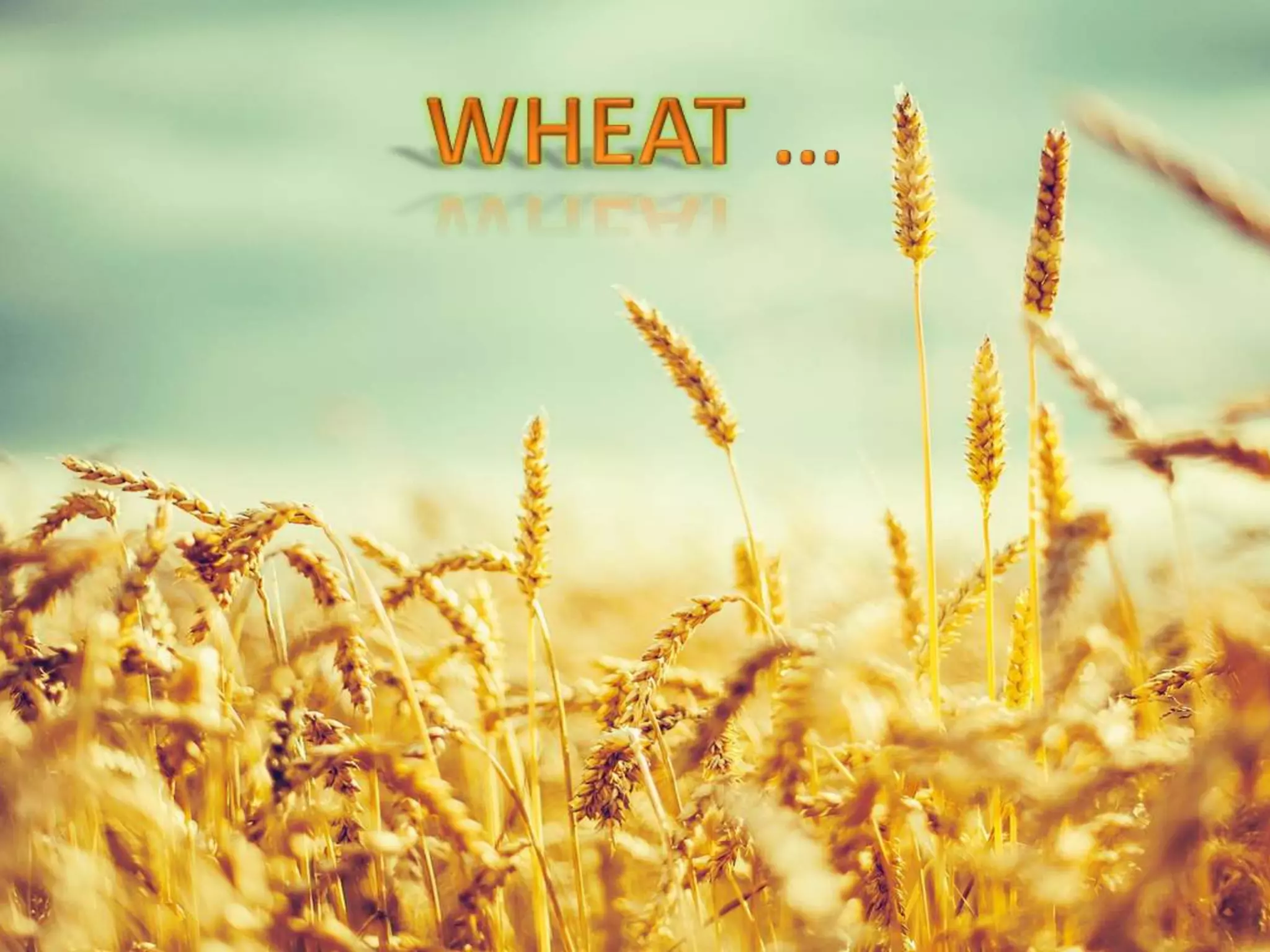 Wheat | PPTX