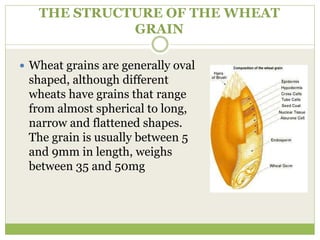 Wheat | PPT