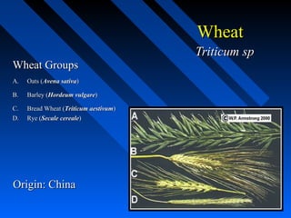 Wheat | PPT