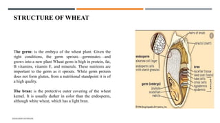 WHEAT... | PDF