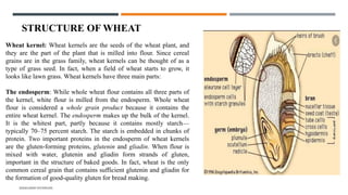 Wheat Grain Structure