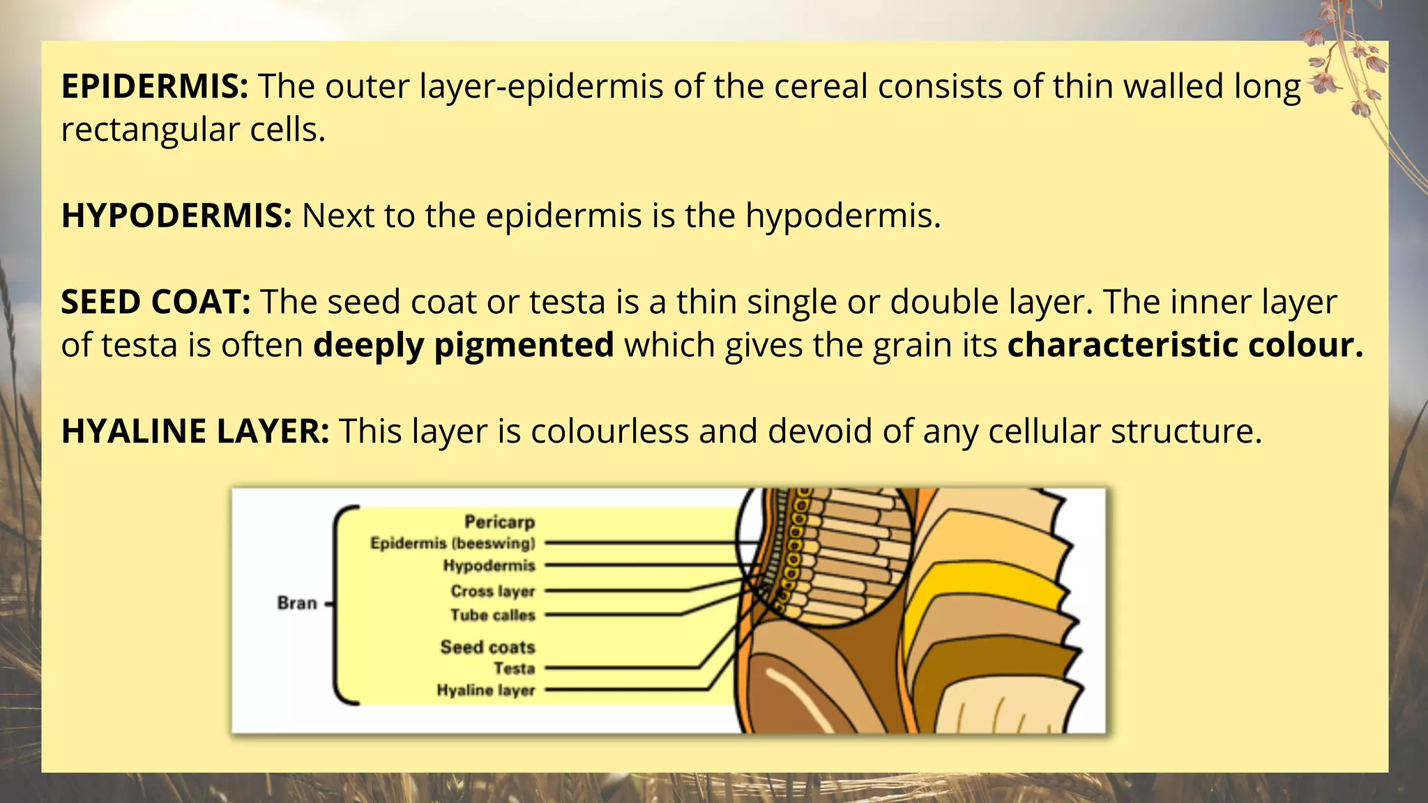 WHEAT | PDF