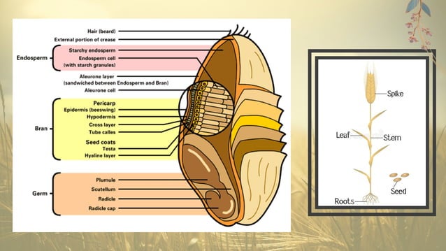WHEAT | PDF | Nutrition | Healthy Living