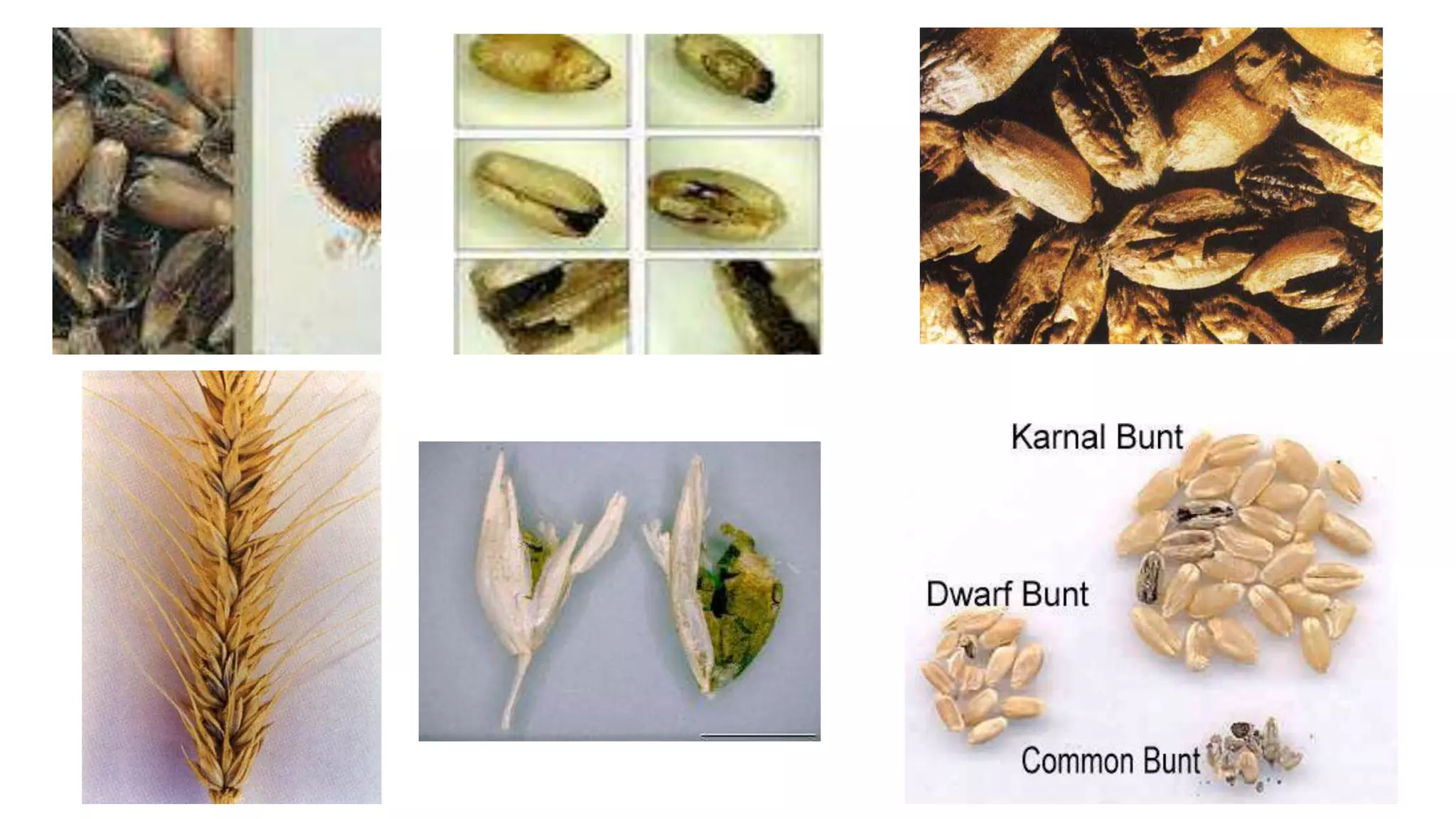 Diseases of Wheat.pptx