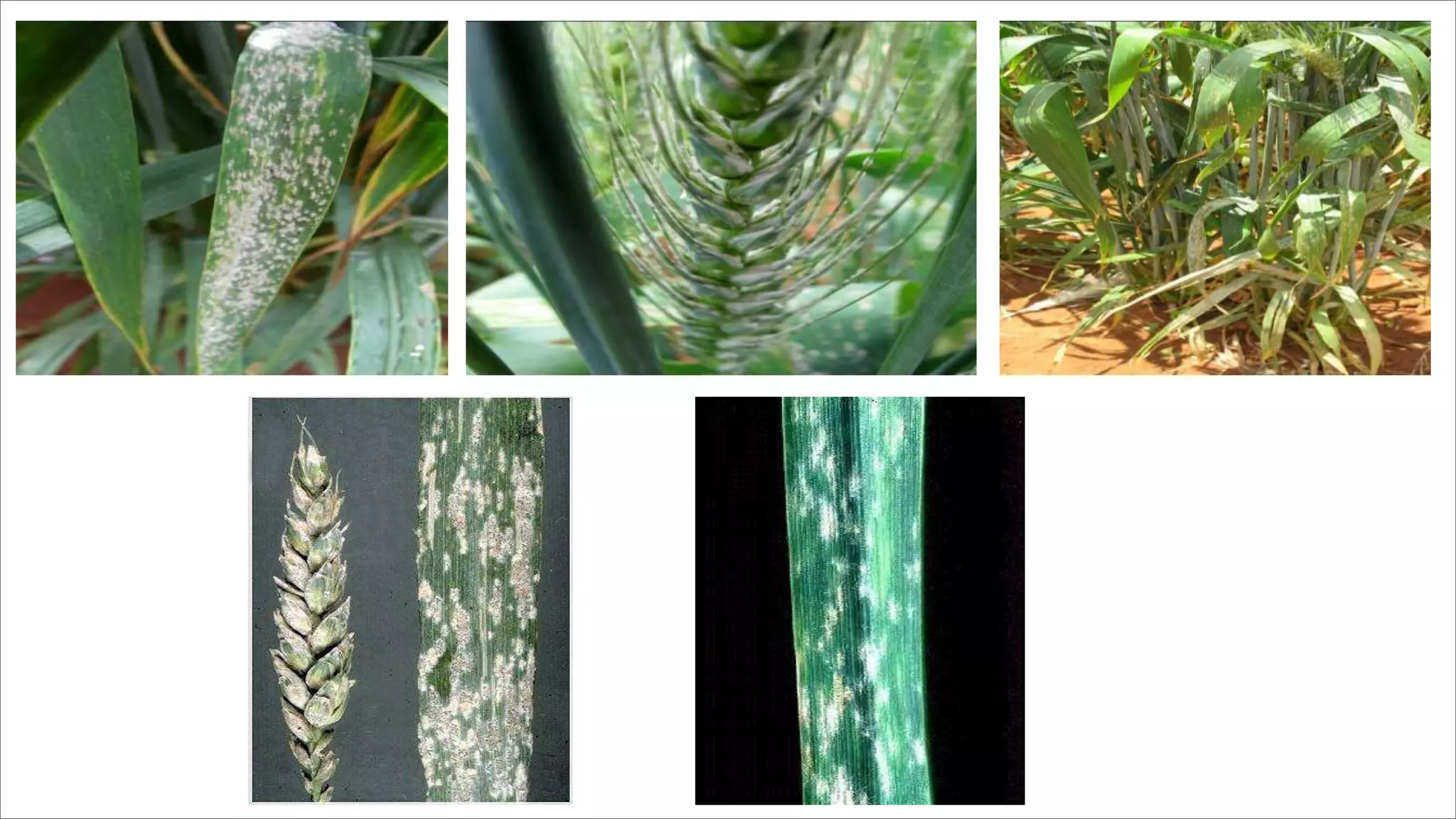 Diseases of Wheat.pptx