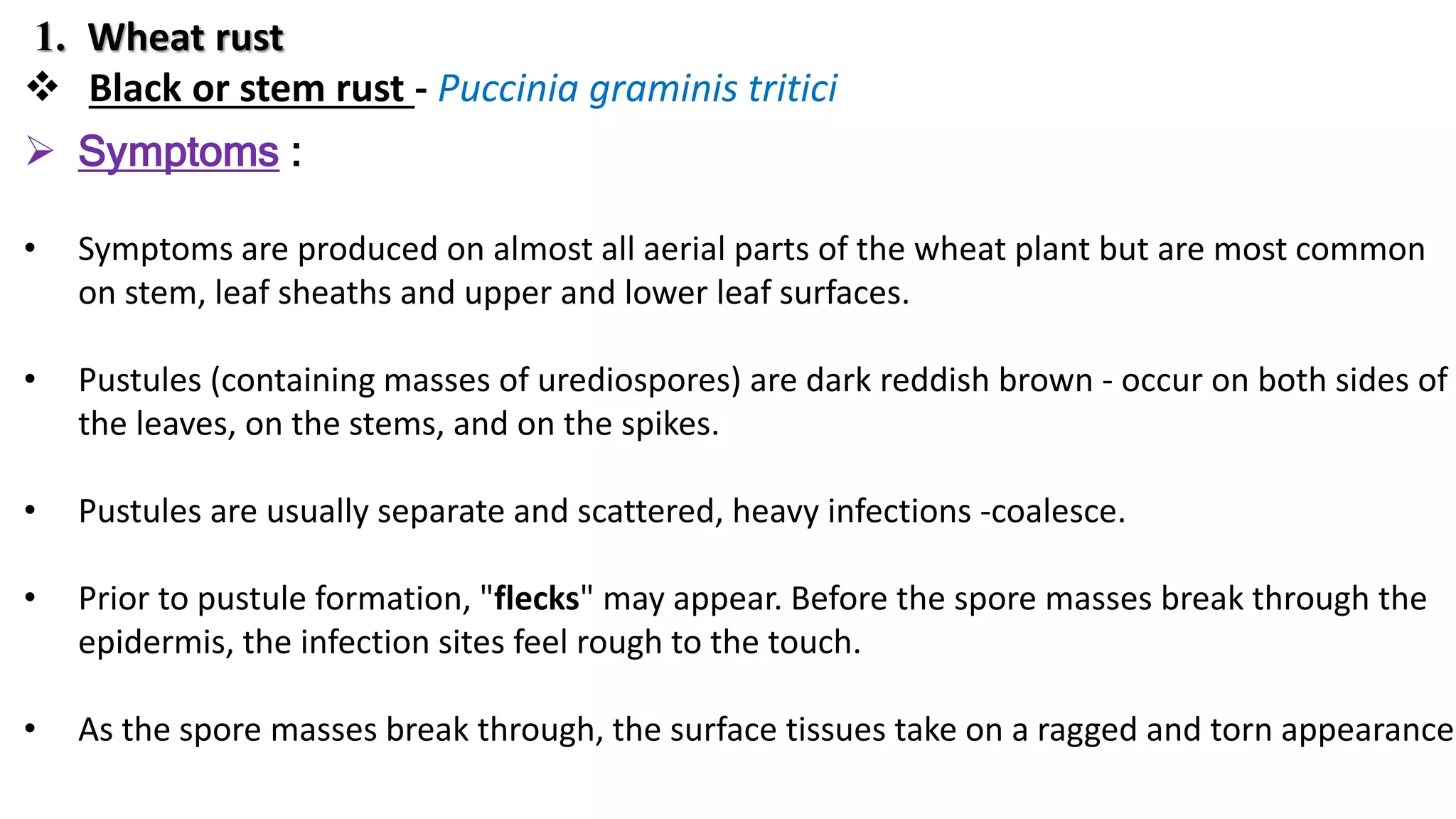 Diseases of Wheat.pptx