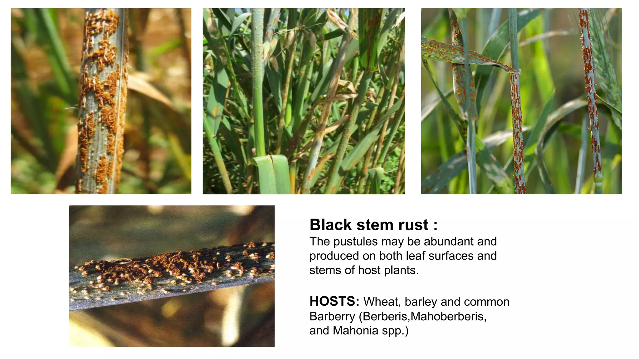 Diseases of Wheat.pptx