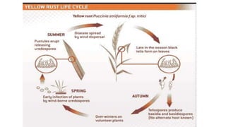 Diseases of Wheat.pptx