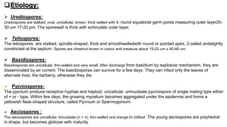 Diseases of Wheat.pptx