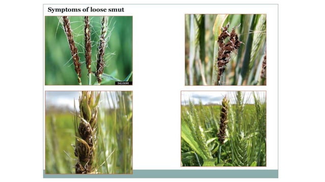 Diseases of Wheat.pptx