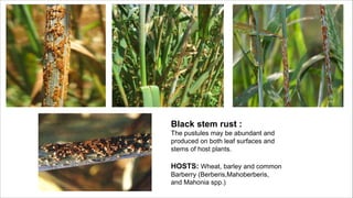 Diseases of Wheat.pptx