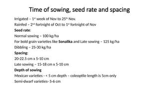 Wheat.pptx Crop production technology of wheat | PPTX