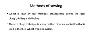 Wheat.pptx Crop production technology of wheat | PPTX