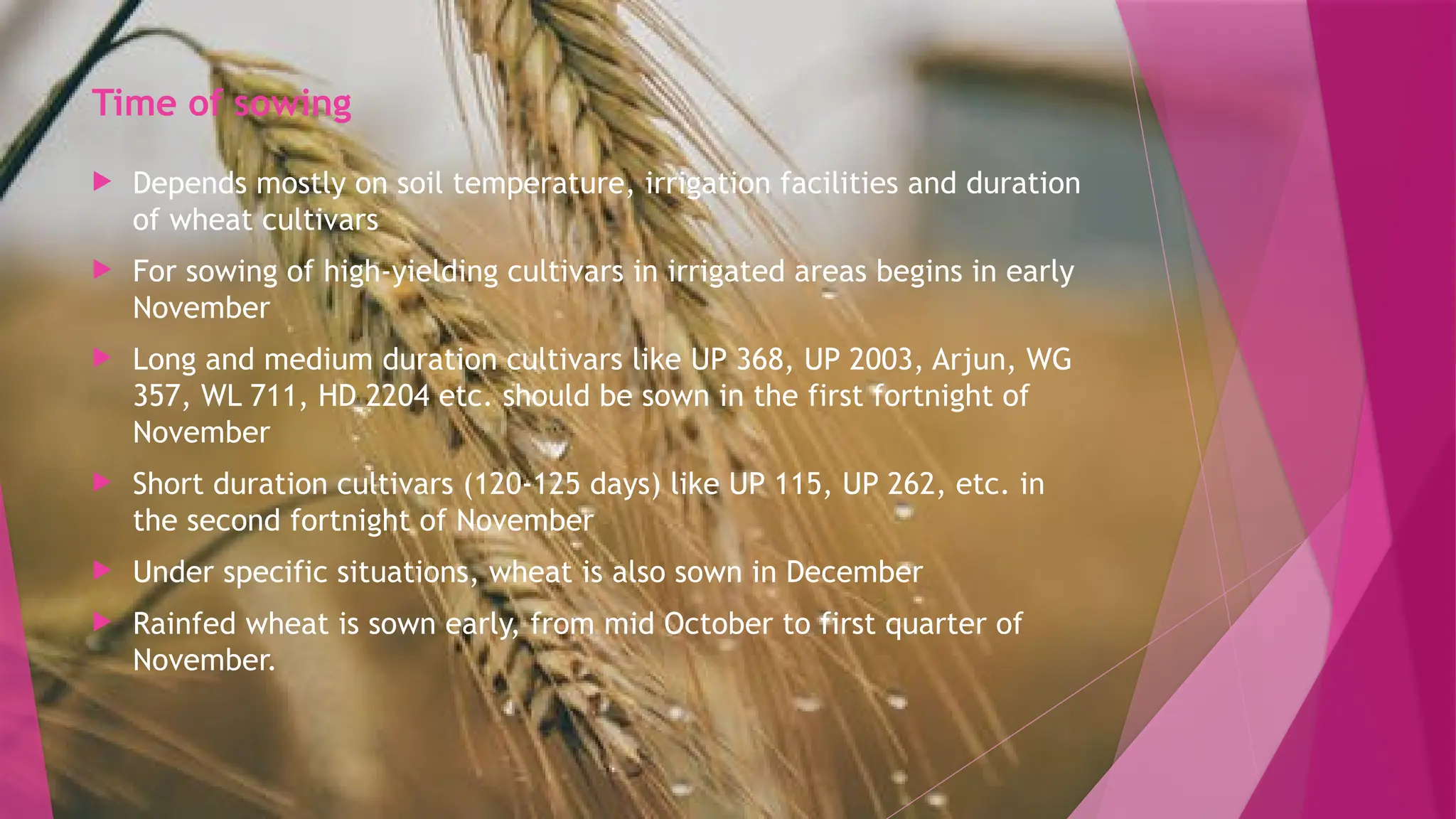 Wheat crop production and technology.pptx