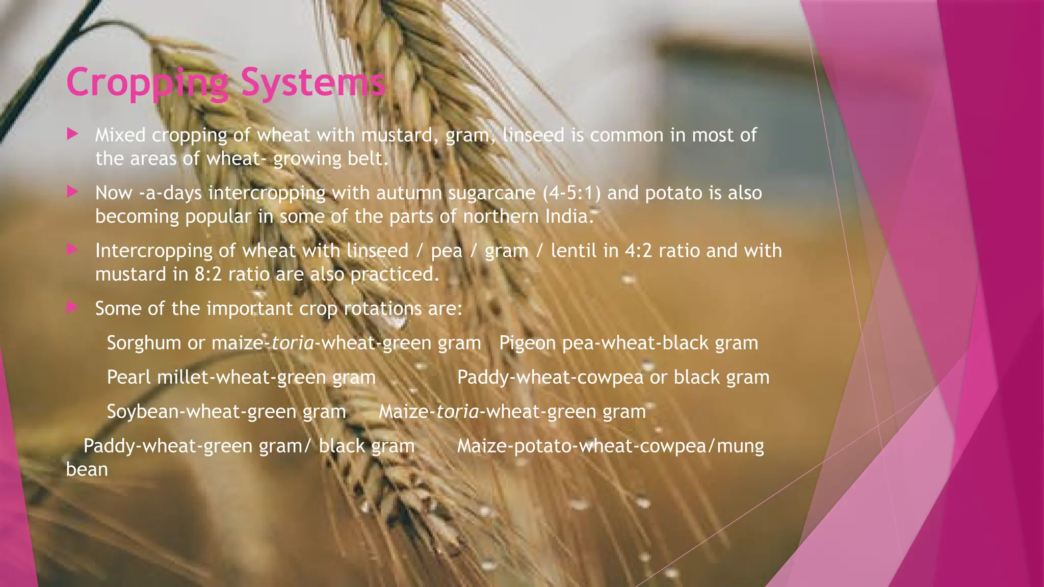 Wheat crop production and technology.pptx