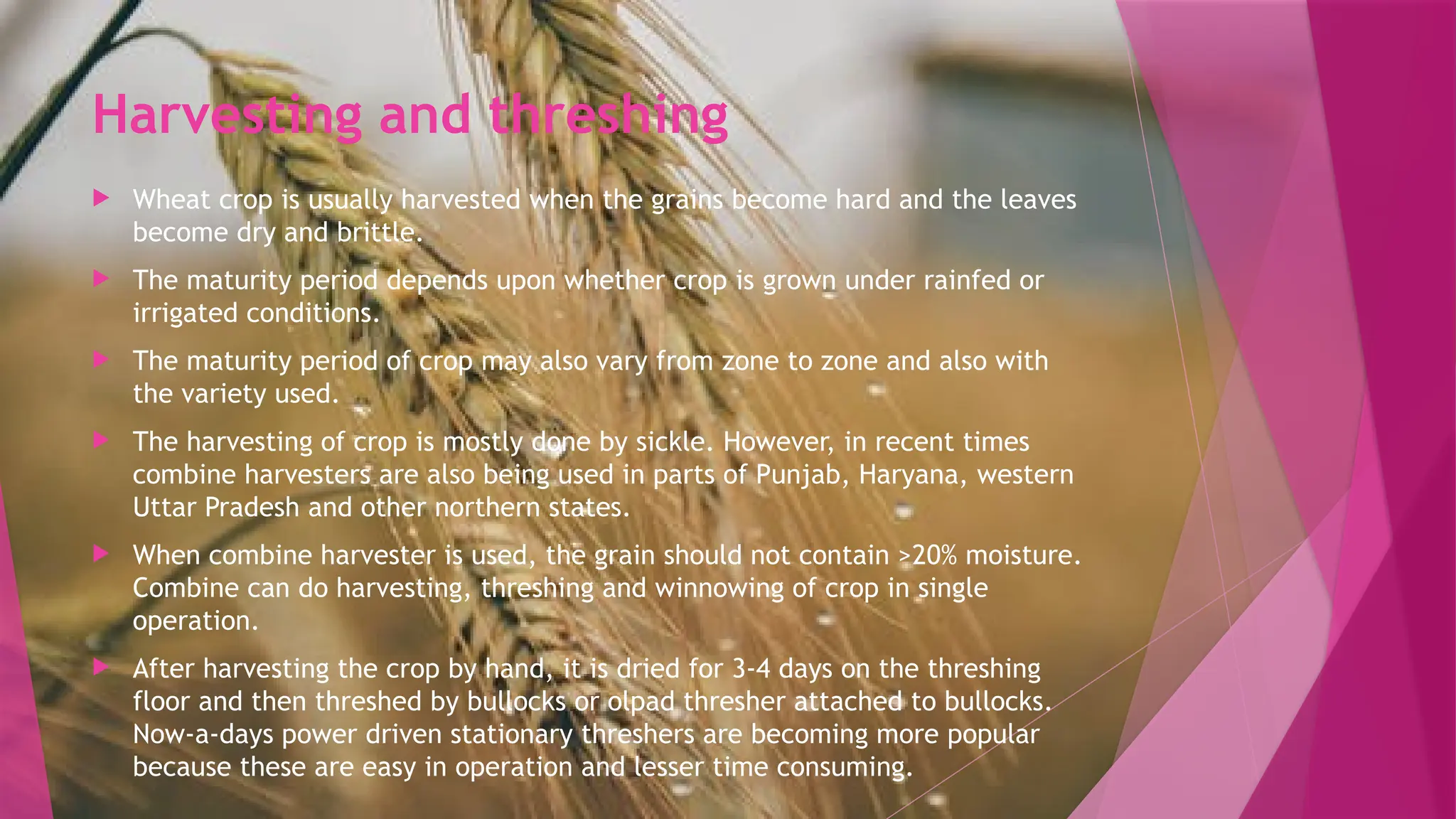 Wheat crop production and technology.pptx