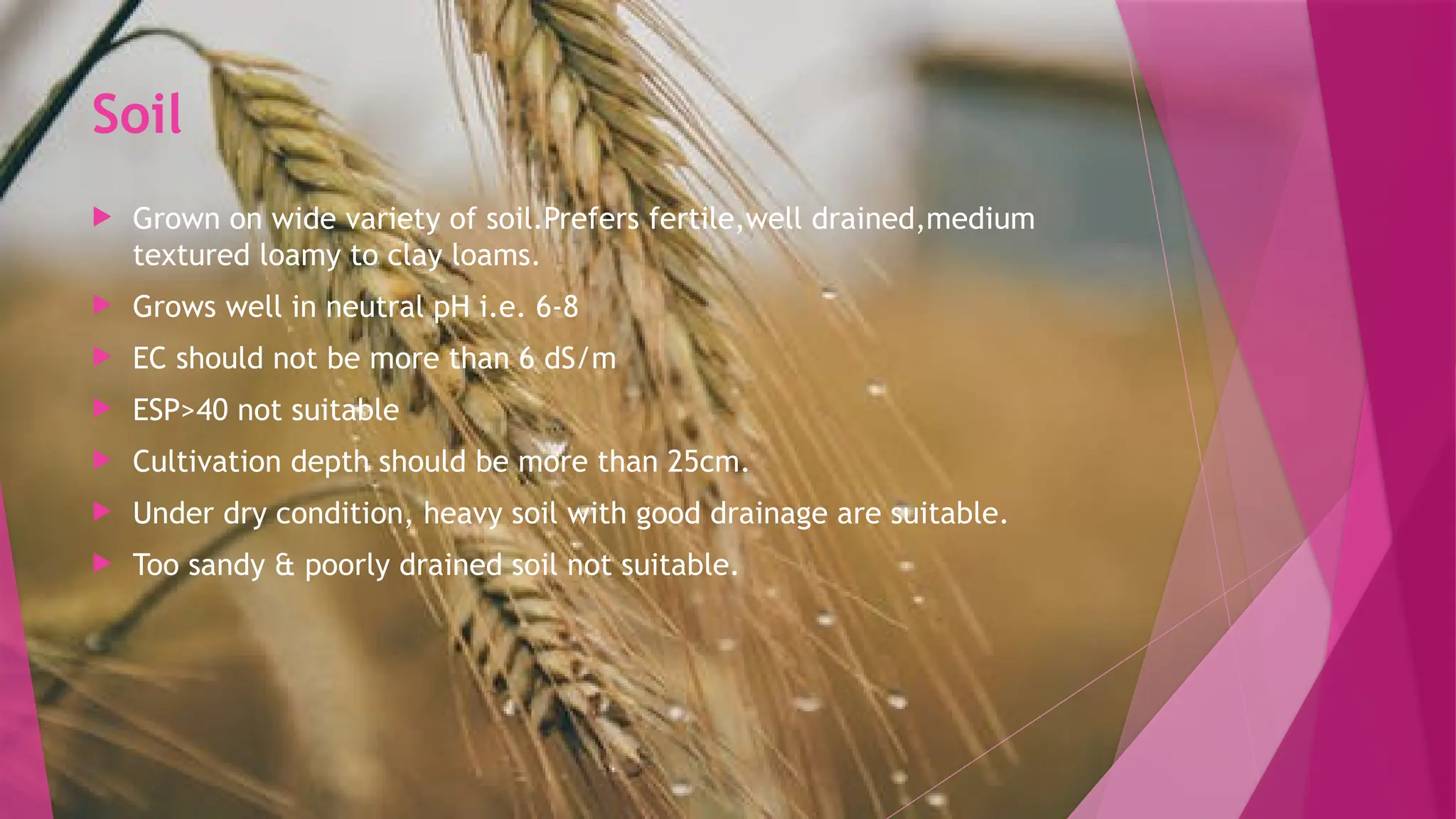 Wheat crop production and technology.pptx