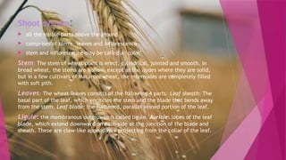 Wheat crop production and technology.pptx