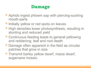 Wheat Aphids and their role in wheat crop | PPT