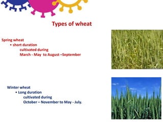 Wheat biosystematics | PPTX