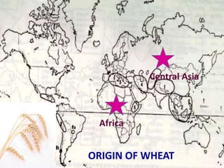 Wheat biosystematics | PPTX