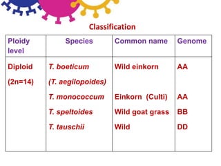 Wheat biosystematics | PPTX