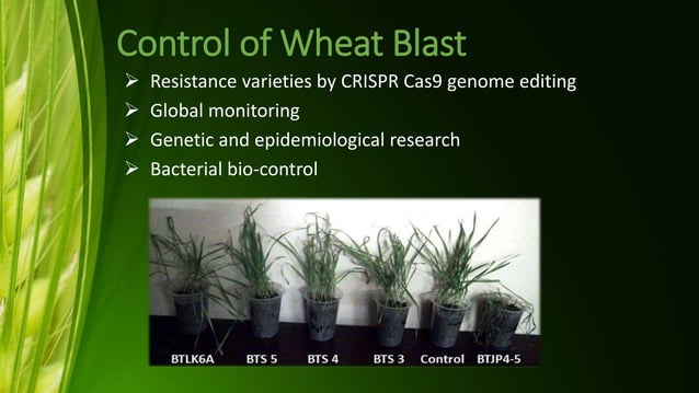 Wheat blast In Bangladesh | PPT