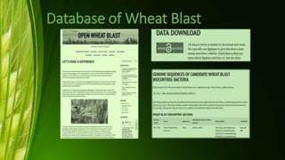 Wheat blast In Bangladesh | PPTX | Gardening | Home & Garden