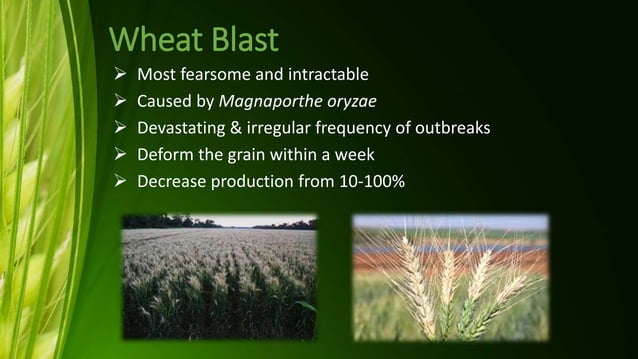 Wheat blast In Bangladesh | PPTX | Gardening | Home & Garden
