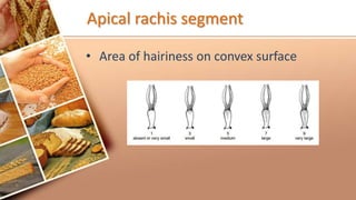 Wheat Descriptor.pptx