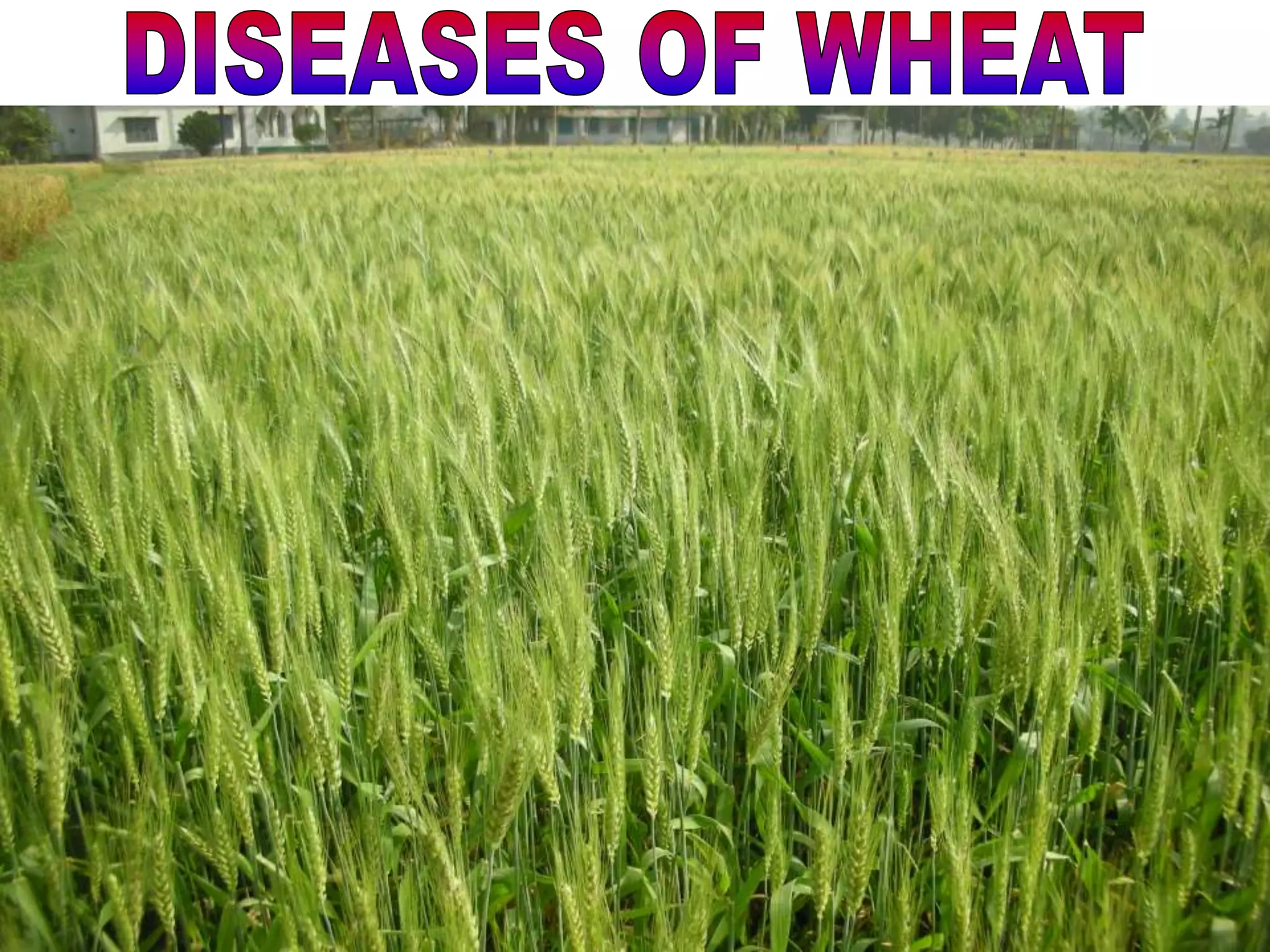 Wheat diseases | PPT