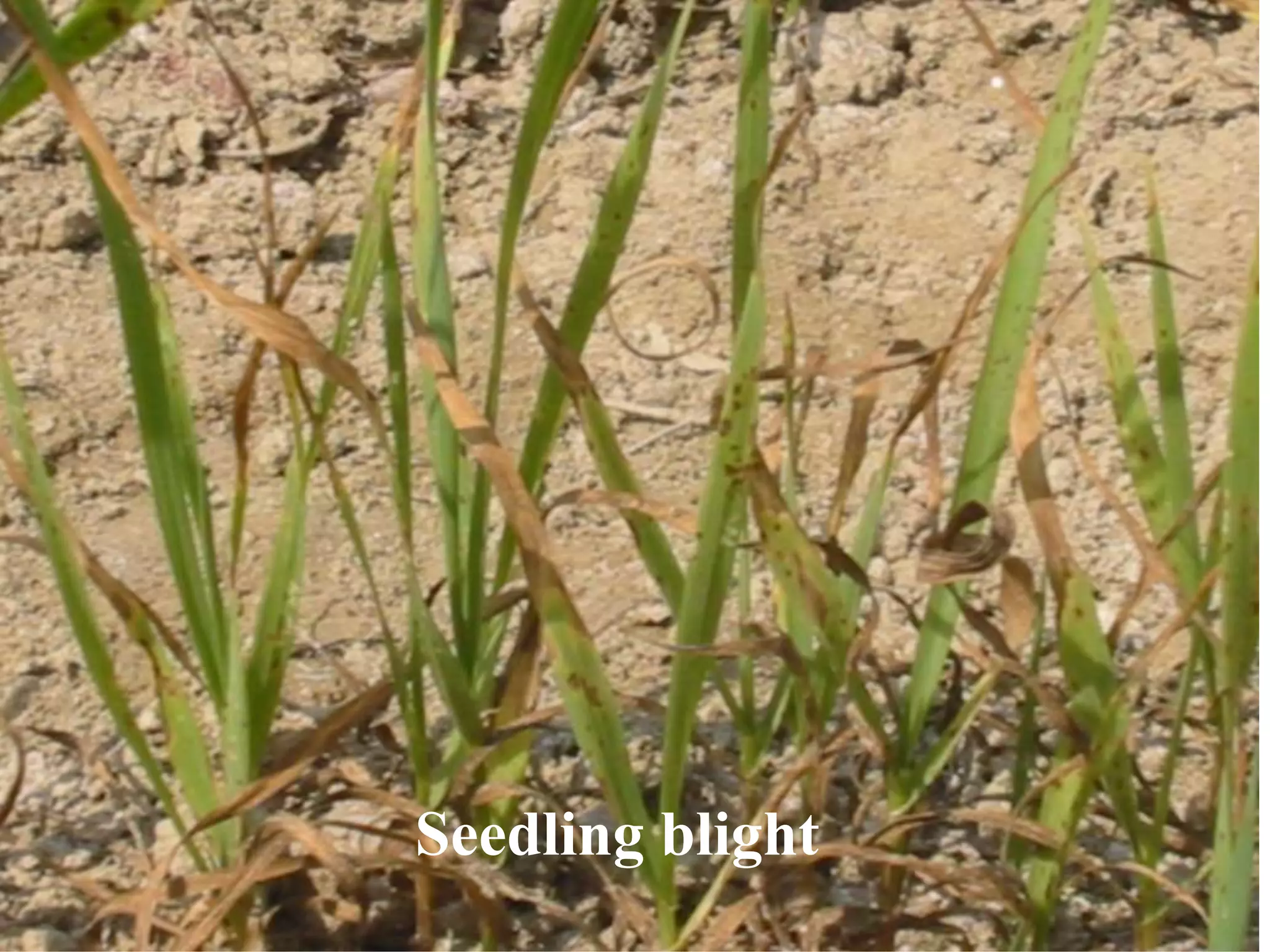 Wheat diseases | PPT