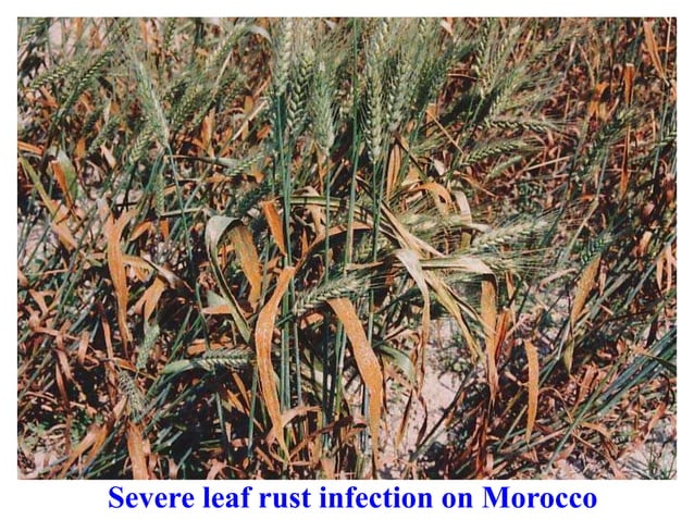 Wheat diseases | PPT