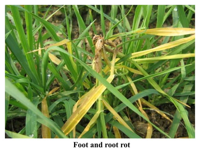 Wheat diseases | PPT