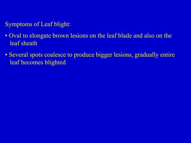 Wheat diseases | PPT