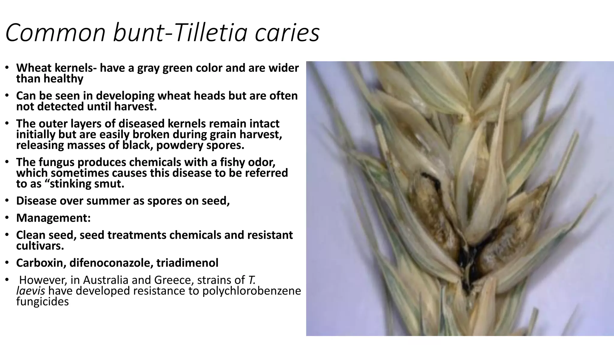 Wheat diseases.pdf