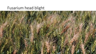 Wheat diseases.pdf