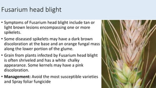 Wheat diseases.pdf