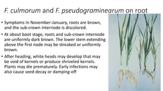 Wheat diseases.pdf